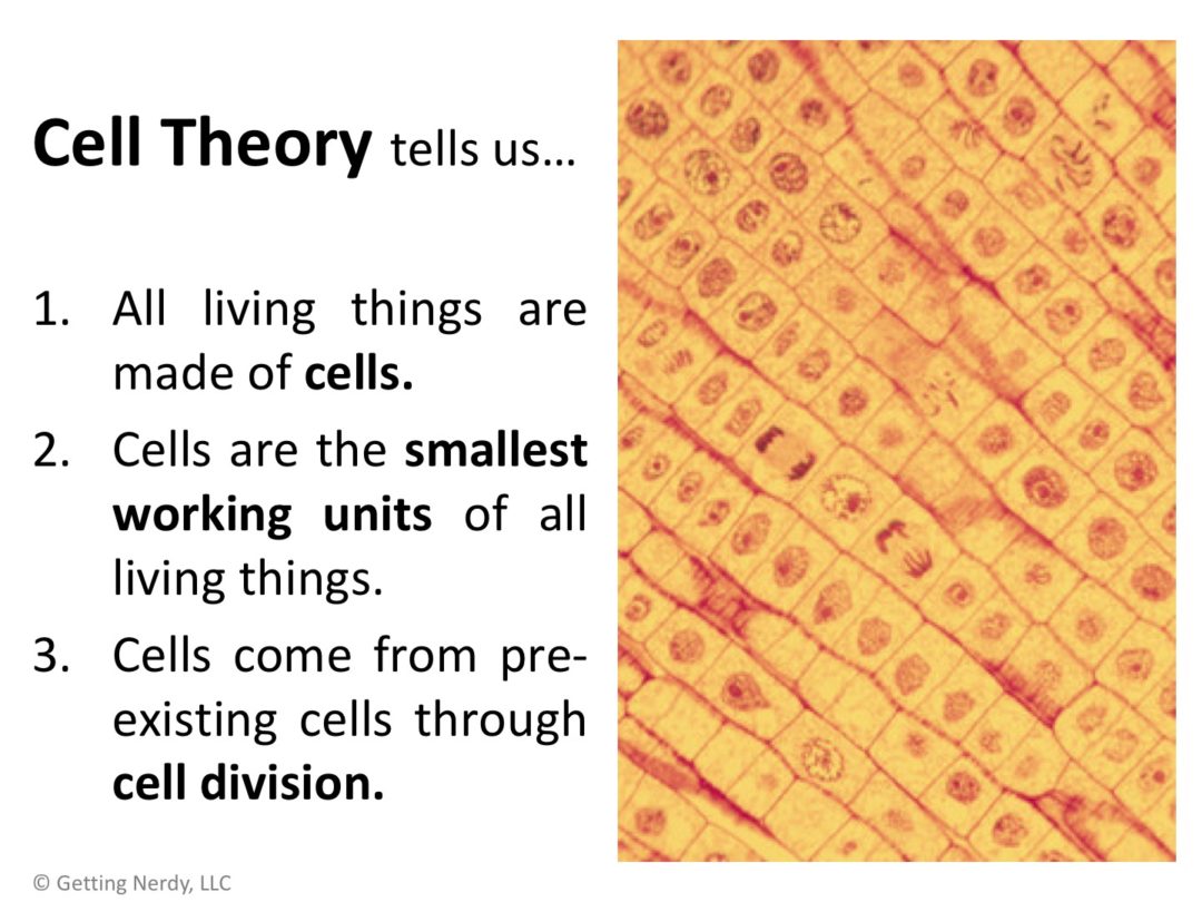 Lesson Plan: Hooke, Cells and Cell Theory - Getting Nerdy Science